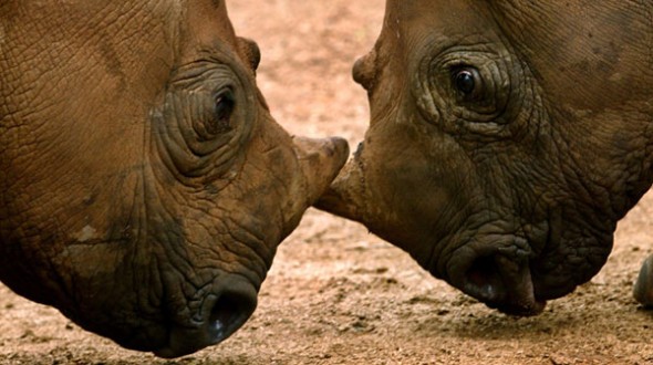 Rhino Fund to assist anti-poaching initiatives